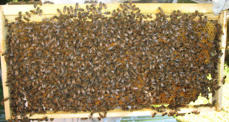 Foundationless and (some) frameless honey in Santa Monica, July 16, 2012 | Page 9 | Beesource ...